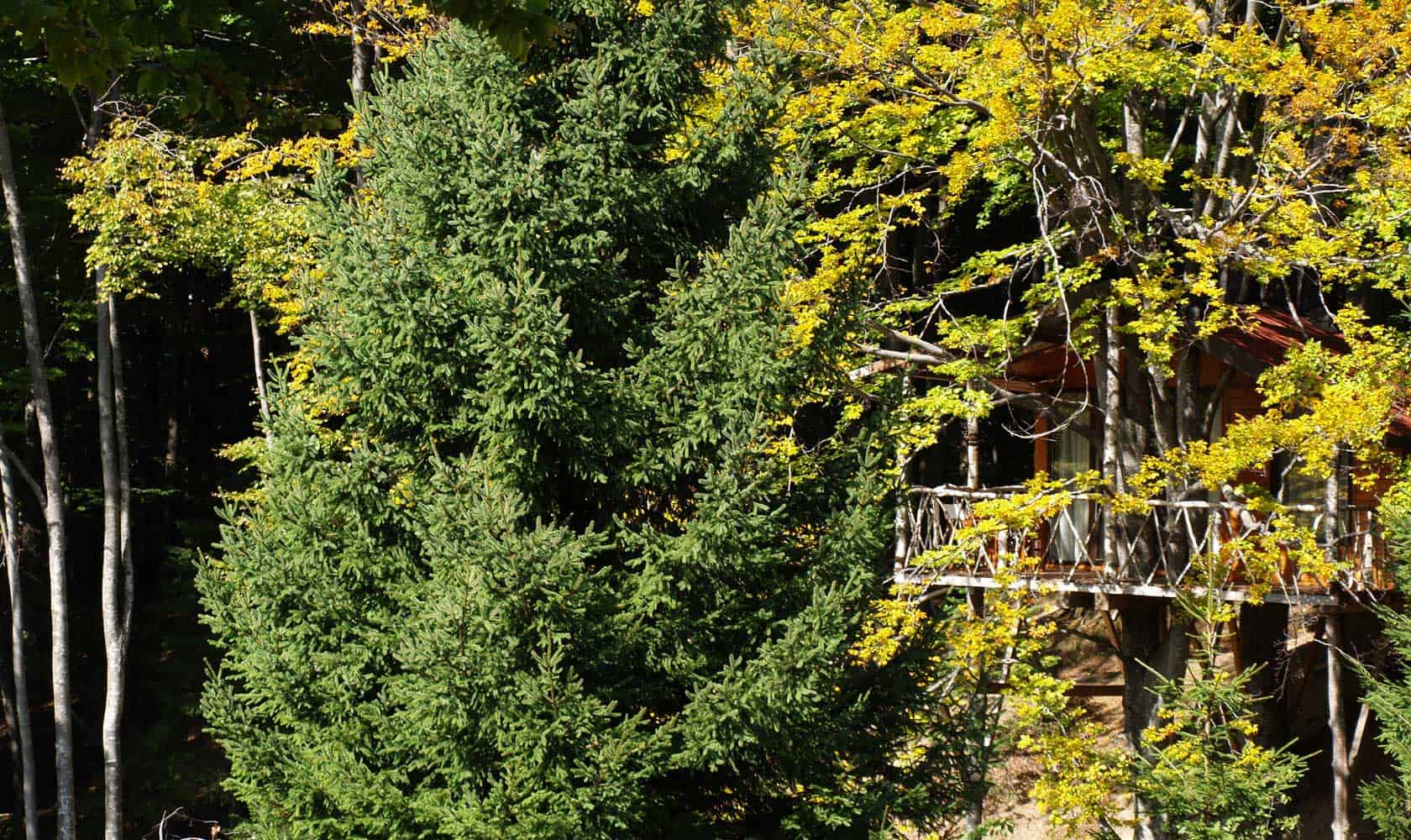 Top 7 căsuțe în copac din România, în mijlocul naturii - iTurist.ro